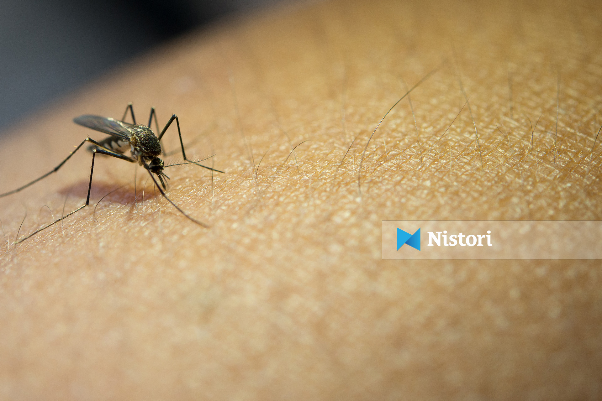 Si të vrisni mushkonjat – Çfarë funksionon dhe çfarë jo – Nistori