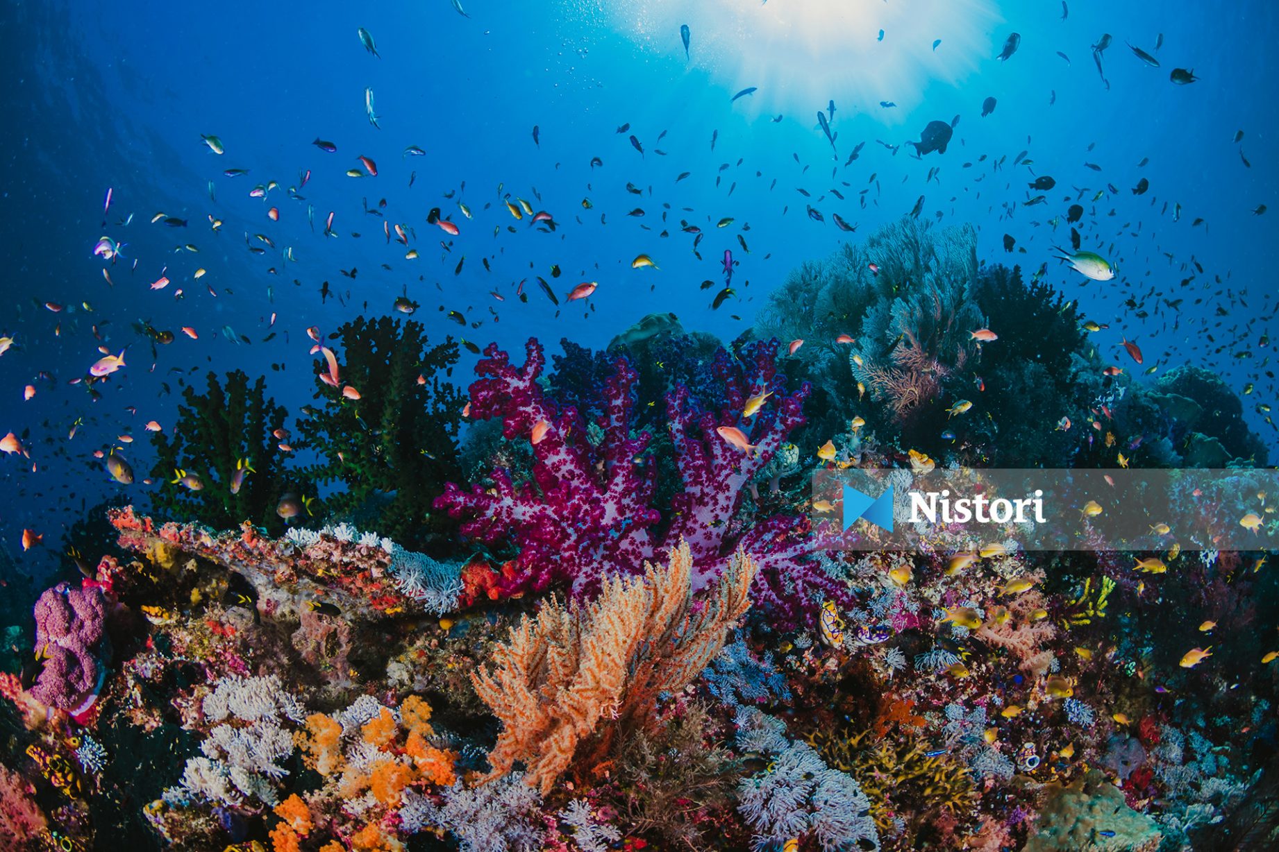 Fotografitë më të mira nënujore – Nistori Fotografitë më të mira nënujore – Nistori