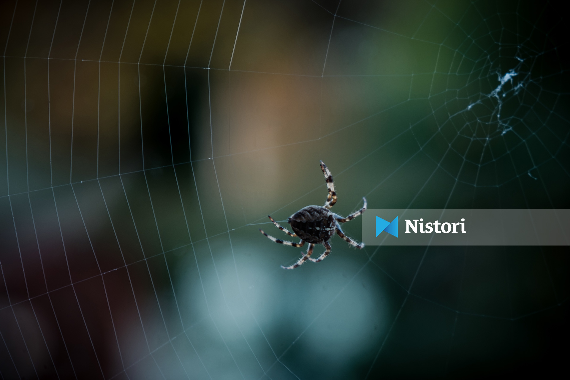 Frika prej merimangave – Nistori