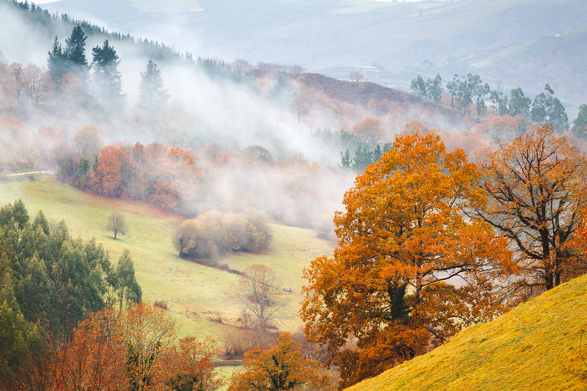Vjeshta, stina e alergjive të forta – Nistori