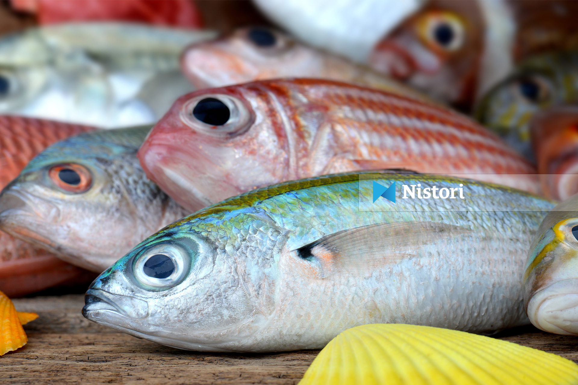 Si të dalloni peshkun e freskët – Nistori