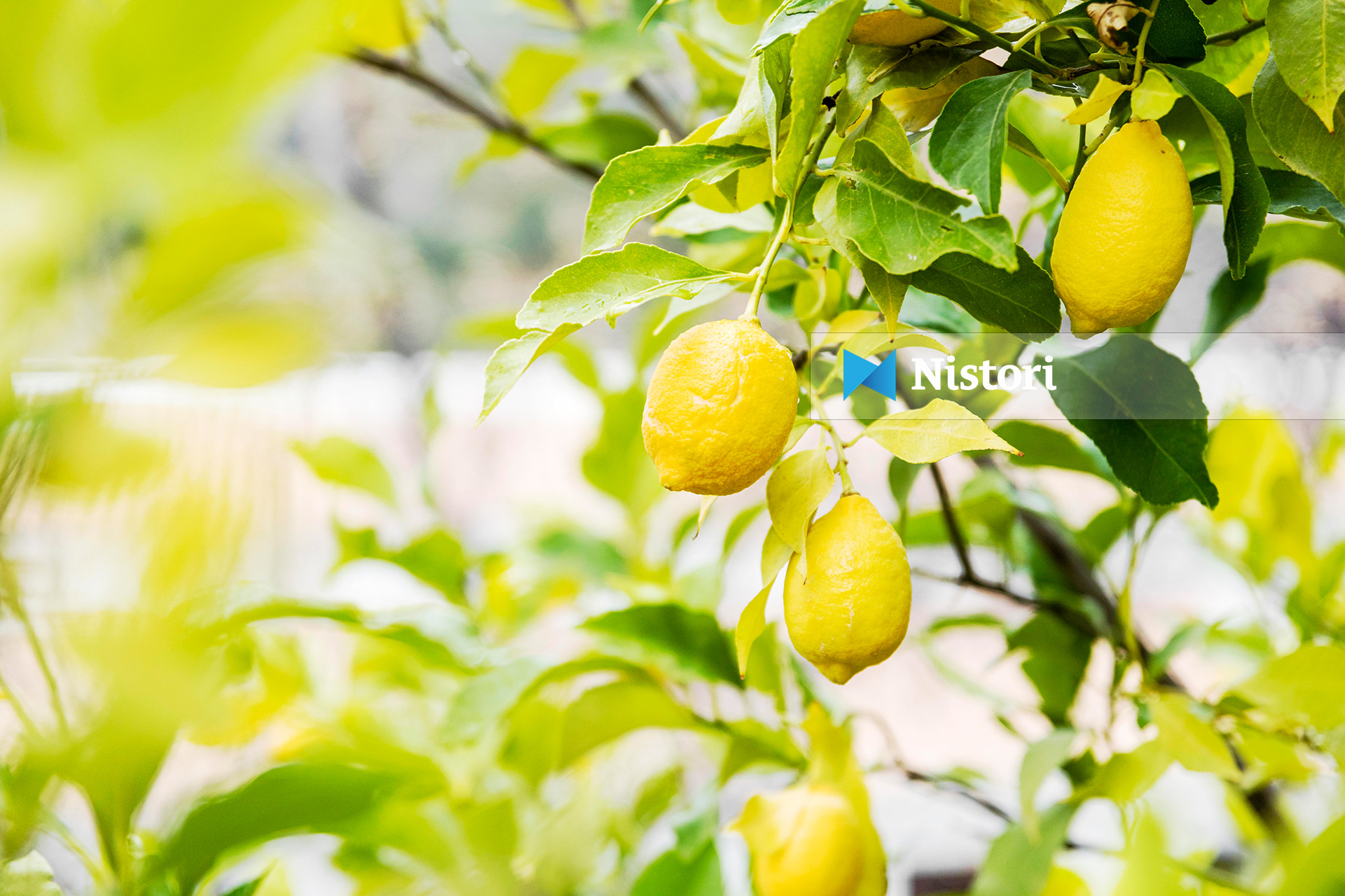 Limoni i gjelbër apo i verdhë – Cili është më ushqyes? – Nistori