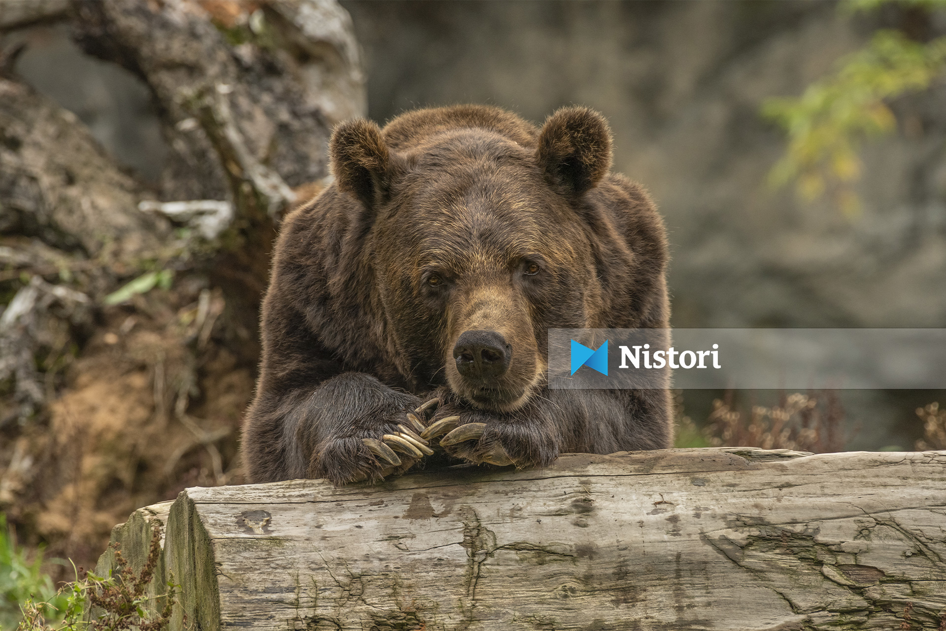 Sllovakia lejon shitjen e mishit të ariut për konsumatorët – Nistori