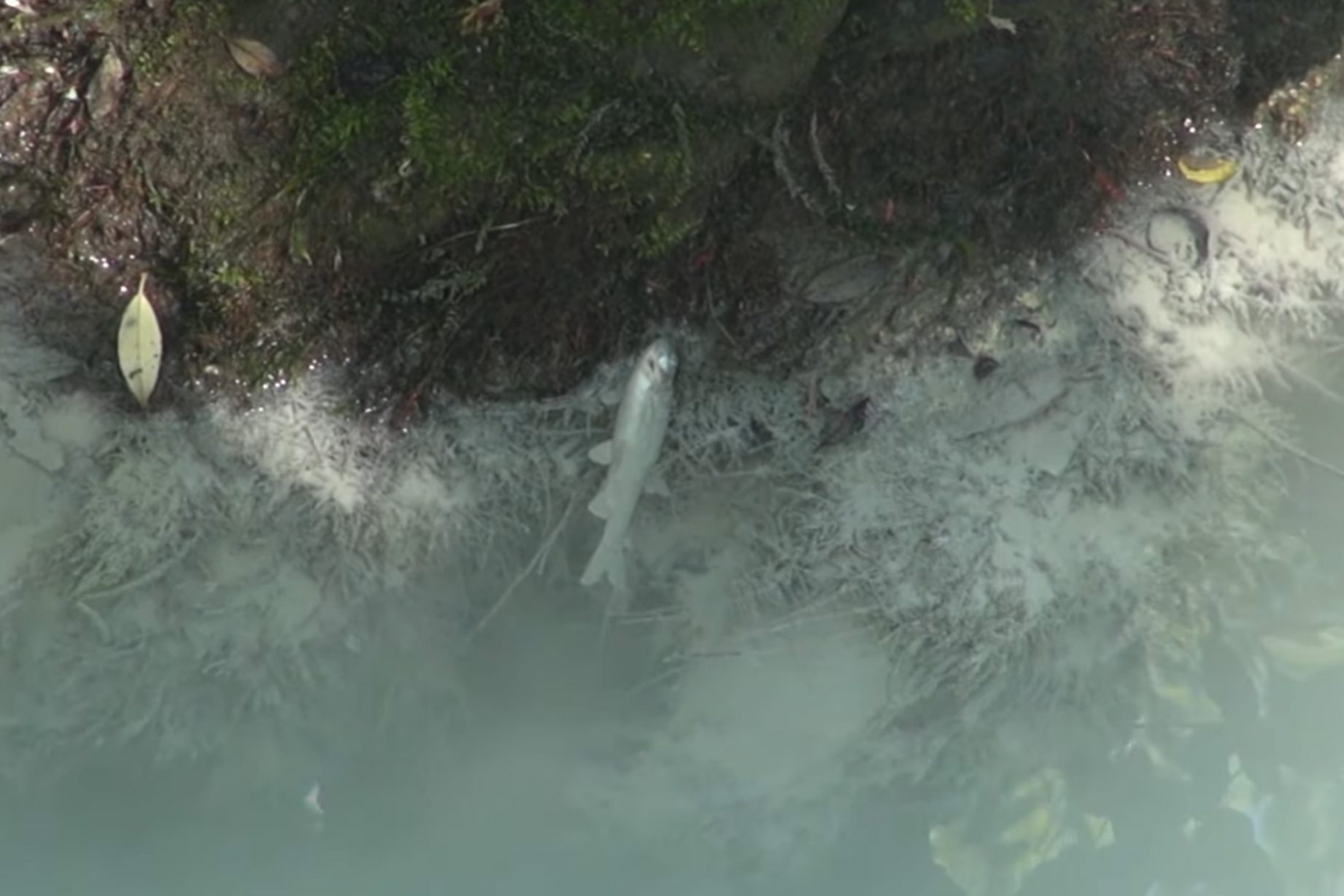 Lumenjtë e Kërçovës të mbushur me mbeturina, rrezikohet flora dhe fauna ...